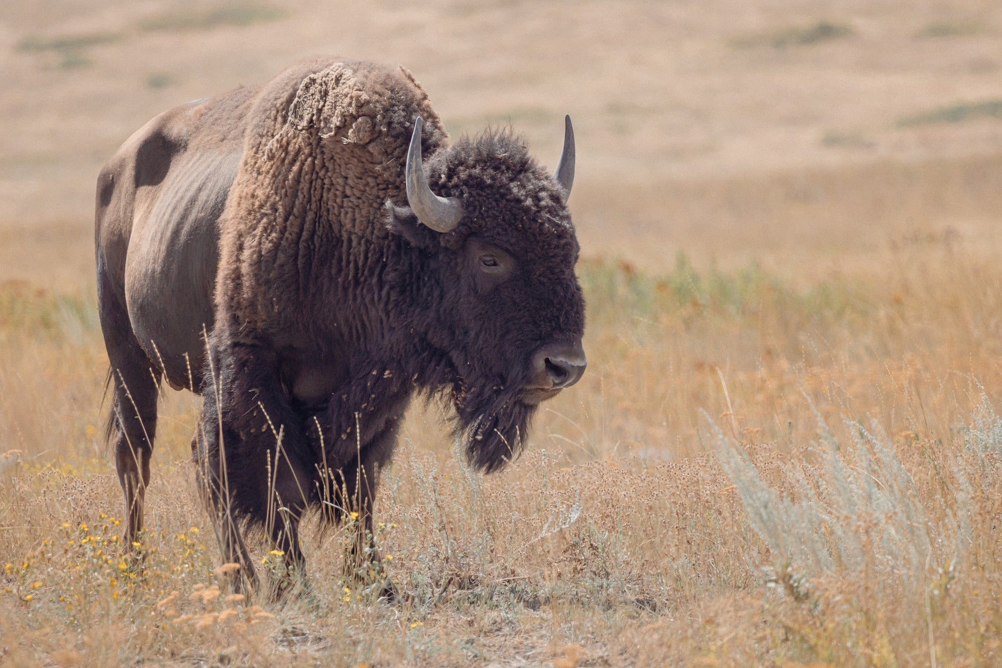 Buffalo Dreams Studio | Fine Art Western Photography